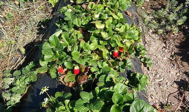 Kırmızı elmas 'çilek' sarı altın 'kayısıya' rakip oldu - Ekonomi ...